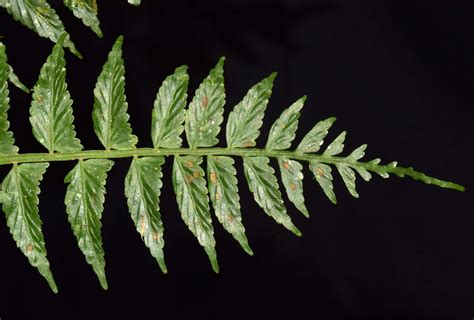 Asplenium Auriculatum Ferns And Lycophytes Of The World