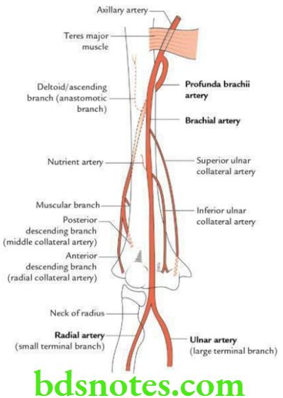 Arm Upper Limb Question And Answers Bds Notes