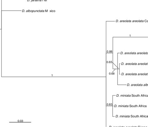 bayesian consensus tree of concatenated alignments of the 16s and h3