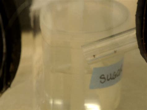 Video Flying Insect Detection And Classification With Inexpensive Sensors