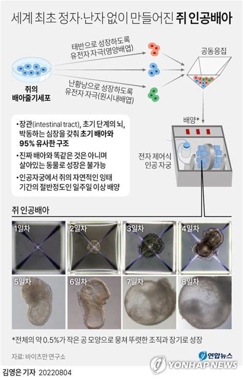 그래픽 세계 최초 정자·난자 없이 만들어진 쥐 인공배아 연합뉴스