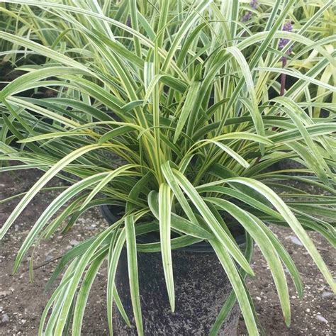Variegated Liriope Jungle Plants