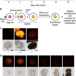 An Efficient DNA And Selectable Marker Free Genome Editing System Using Zygotes In Rice