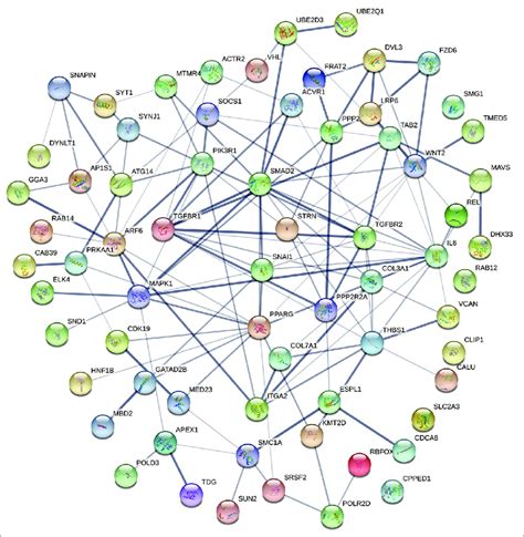 Protein Protein Interaction [string V11 5] Download Scientific Diagram