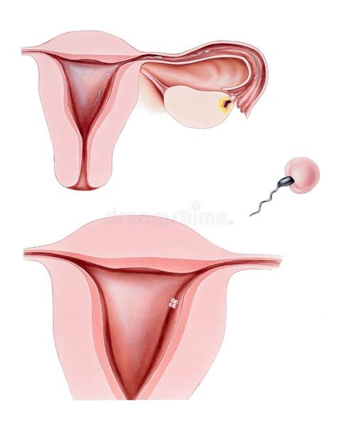 Pregnancy Human Conception Stock Illustration Illustration Of Sperm