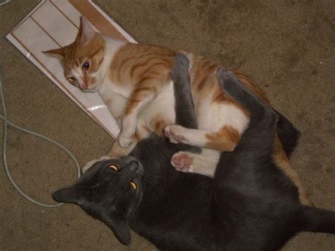 Monkeybunkey Business December