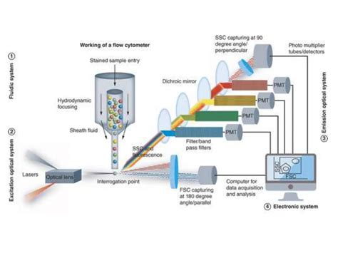 Flow Cytometry For Sorting Of Cells Pptx