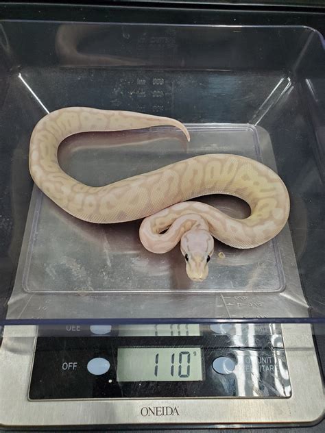 Pastel Fire Banana Lori Ball Python By Randb Reptiles Morphmarket