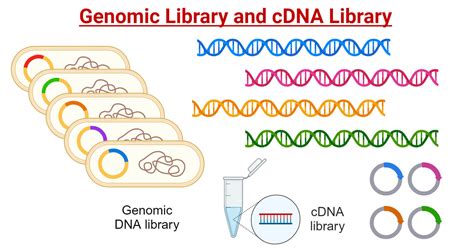 Dna Library Genomic Cdna Types Preparation Uses