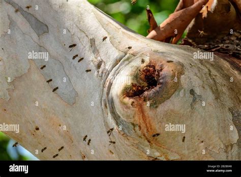 Feral Honeebees Enter Their Nest In A Hollow Tree Branch Stock Photo Alamy