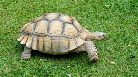 Beautiful Curved Tortoise Walking Alone On The Fresh Green Grass In