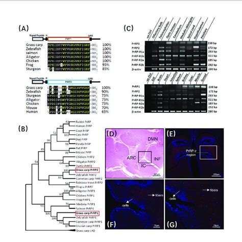 Sequence Analysis And Tissue Distribution Of Grass Carp Prrps A Download Scientific