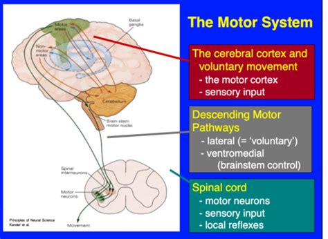 Motor Systems Flashcards Quizlet
