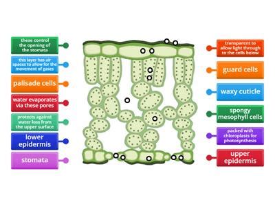 Leaf Cross Section Teaching Resources Leaf Cross Section Teaching Resources