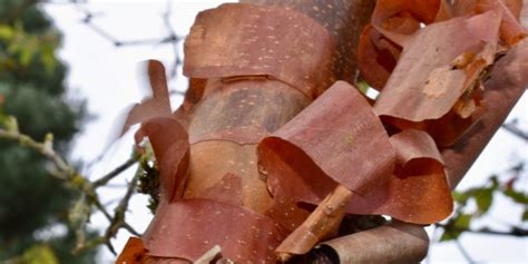 Multi Trunk Trees Trees That Have Multiple Trunks Gfl Outdoors