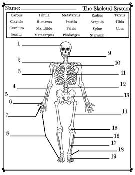 Skeletal System Quizzes Learn Bone Anatomy Fast Nnkhc
