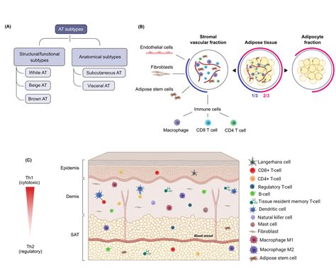 Subcutaneous Adipose Tissue Implications In Dermatological Diseases And Beyond Authorea