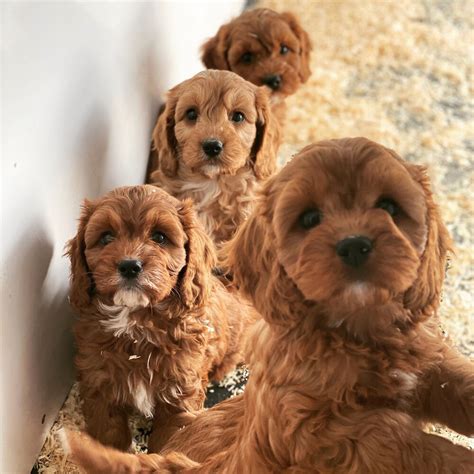 What Is The Difference Between A Cockapoo And A Cavapoo