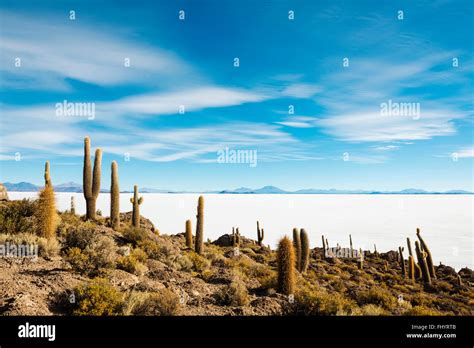 Bolivia Atacama Altiplano Salar De Uyuni Cacti On Incahuasi Island