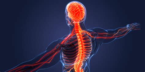 Autonomic Nervous System Dysfunction Management Susan Carmichael Physiotherapy