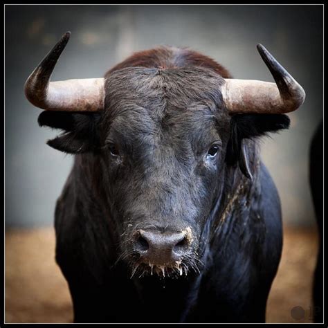 Toro The Largest And Most Powerful Bull In History