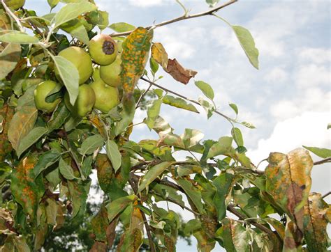 Rust Diseases Of Apples And Pears Tree Fruit Diseases Observations