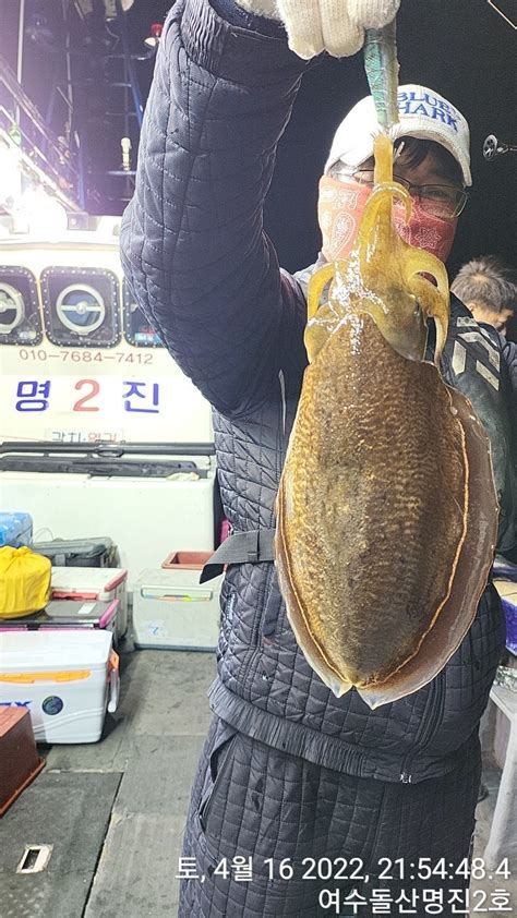 여수 명진2호 긴급 출조 안내입니다 드디어 심해 갑오징어가 퍼 나오고있습니다 수심90메다권에서 현재 두자리 이상 잡고 있다고 합니다 매니아낚시클럽선상낚시
