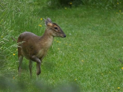 Stonepit Field Site Visit Tuesday 6th June 2023 Milton Keynes Natural History Society