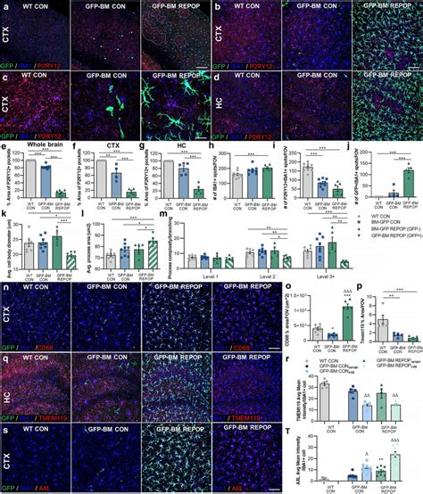 Myeloid Cell Characterization After Long Term Peripheral Myeloid Cell