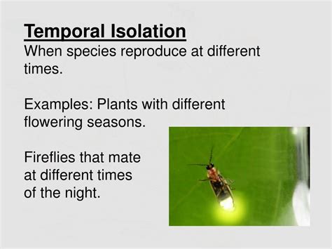 Ppt How Do New Species Arise Speciation Powerpoint Presentation