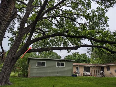 Elm Tree Splitting Rarborists