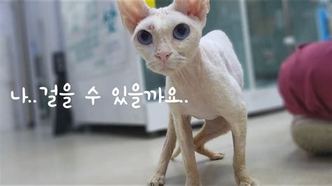 교통사고 유기묘 주비는 걸을 수 있을까요 백호랑이와 반달곰이 퇴원했습니다 백설 반달 아깽이형제 하이 Youtube