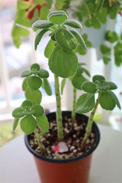 장미 허브 키우기 장미 허브 외목대 만들기 도전 분갈이해주기 네이버 블로그