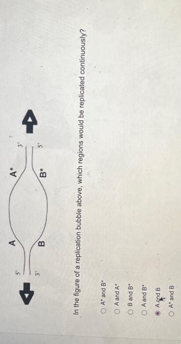 Solved Which Enzyme Synthesizes The New Dna Strand Starting