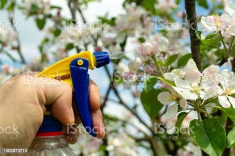 다양한 해충이나 곤충으로부터 정원에서 꽃이 만발한 사과 나무의 가지를 처리합니다 봄 정원의 예방 꽃 식물에 대한 스톡 사진 및 기타 이미지 Istock