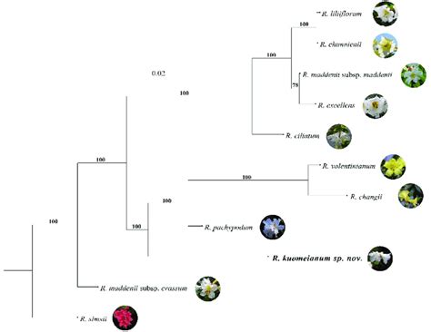 Maximum Likelihood Phylogenetic Topology Based On 12380 Unlinked Download Scientific Diagram
