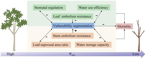 Botany One On Linkedin Vulnerability Segmentation Is Vital To Hydraulic Strategy Of…
