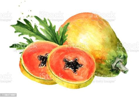 녹색 잎과 전체 슬라이스 달콤한 잘 익은 파파야 과일 그래픽 디자인 요소입니다 흰색 배경에 격리 된 수채화 손으로 그린 그림 0