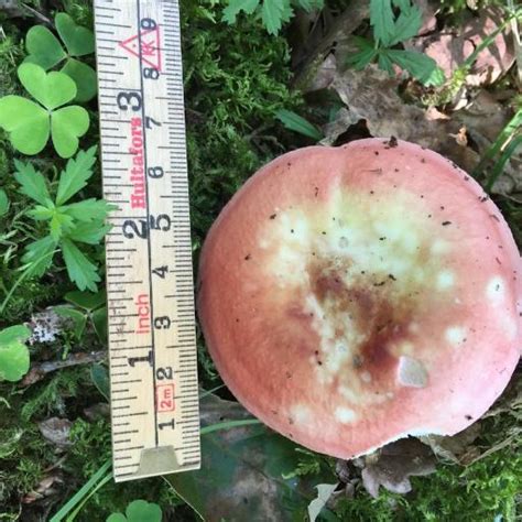 Dawn Brittlegill Russula Aurora Mushroom Identification Habitat And Uses