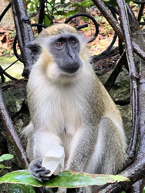 Monkey Stock Image Image Of Wild Tree Small Monkey 265286767