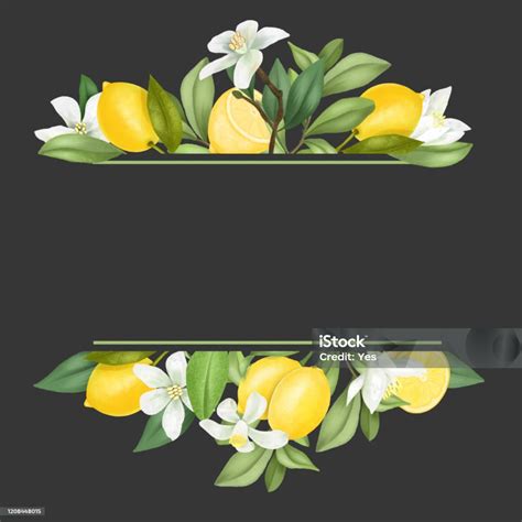 어두운 배경에 손으로 그린 레몬 나무 가지 꽃 레몬의 프레임 0명에 대한 스톡 벡터 아트 및 기타 이미지 0명 감귤류 과일 검은색 Istock