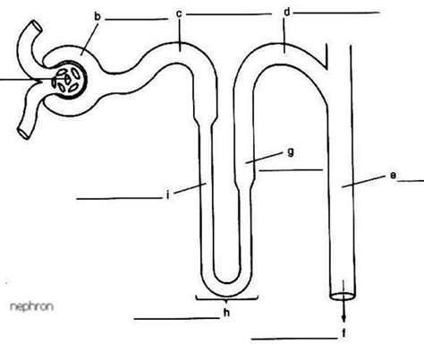 Structure Of Nephron Easy Diagram Nephron Functioning Urea B
