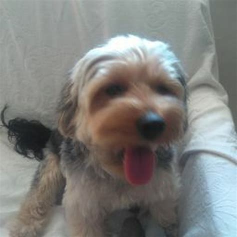 Samara Mendes Youtube