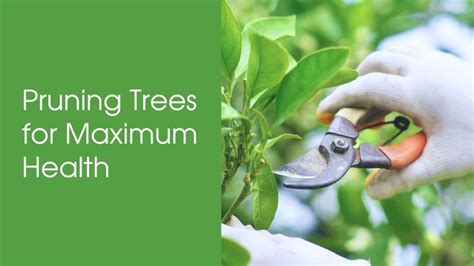 A Beginner S Guide To Pruning Trees For Maximum Health