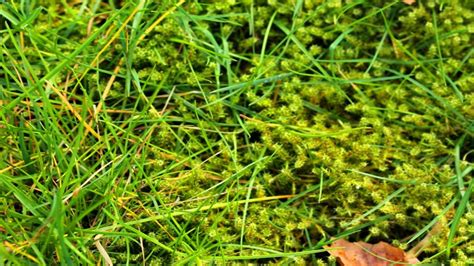 Як позбутися від моху на газоні та на городі корисні підказки Lifestyle 24