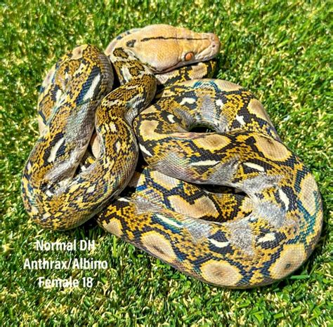 Normal Double Het Anthrax Albino Reticulated Python By Wildfire Retics