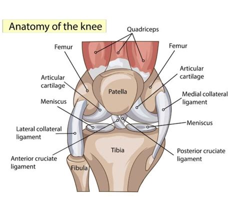 Knee Dislocation Treatment Propel Physiotherapy