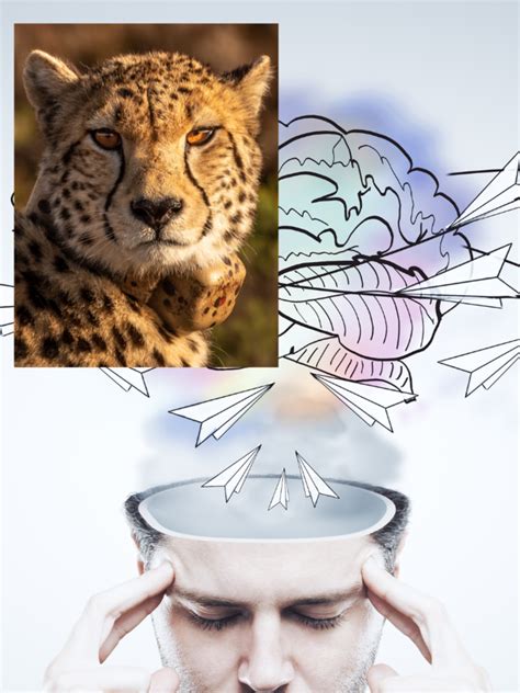 चीते से भी तेज चलेगा आपका दिमाग नोट करें बढ़िया एक्सरसाइज Times Now Navbharat