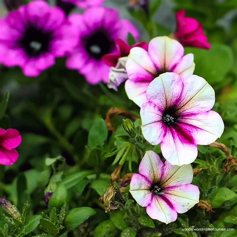  Spring Flowers At Julie Solberg Blog