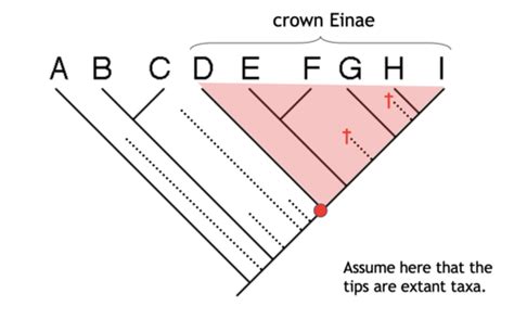Biol 335 Topic 3 Flashcards Quizlet
